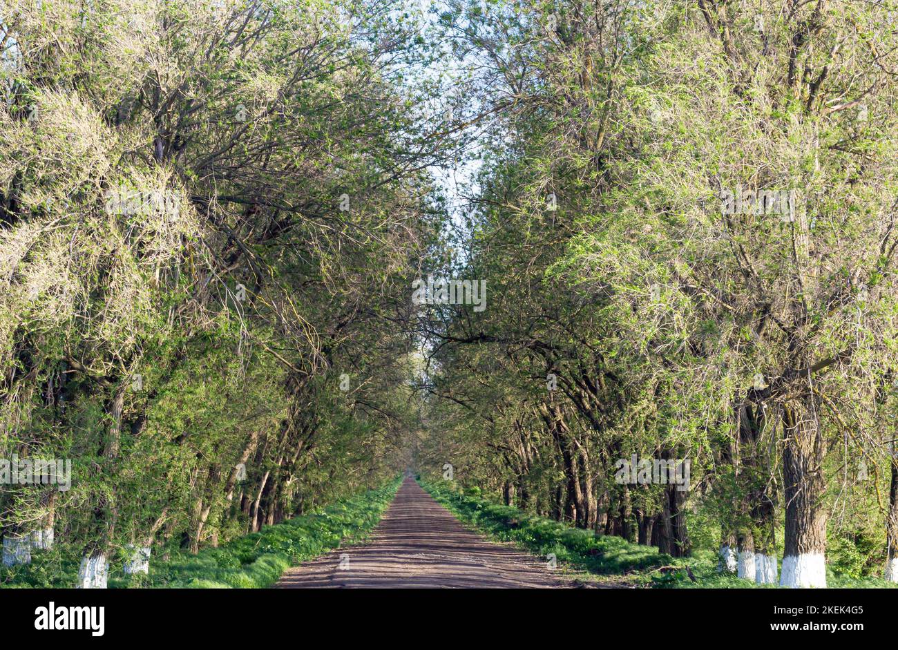 Beautiful road going between hi-res stock photography and images - Alamy