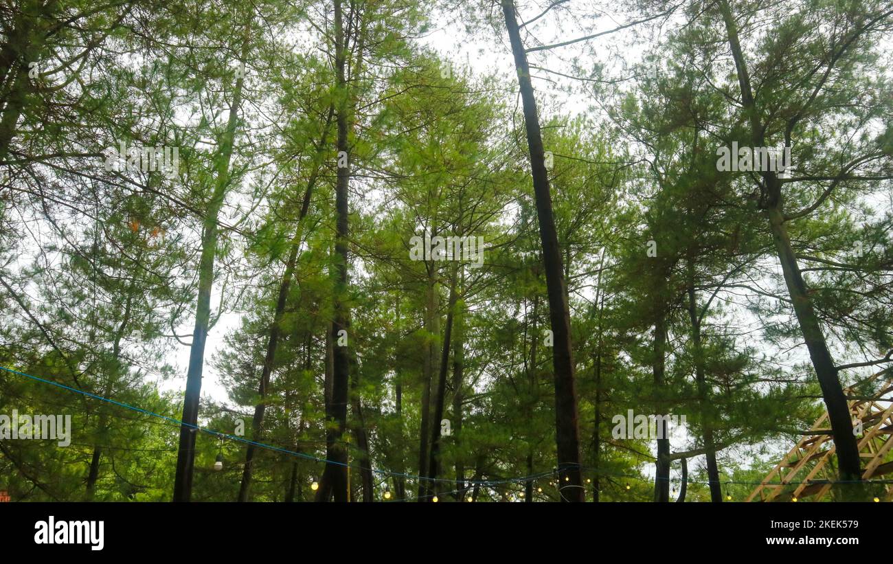 beautiful pine tree seen from below Stock Photo - Alamy