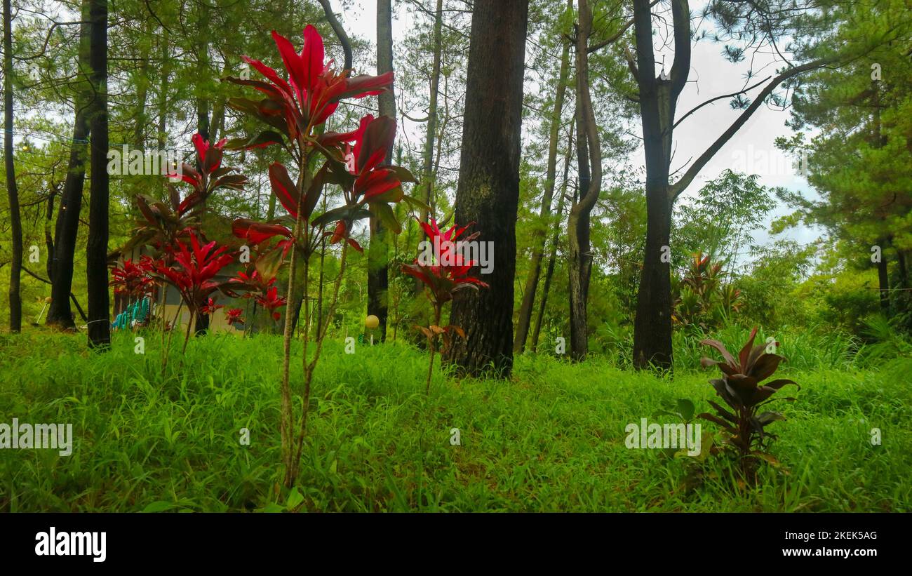Red ti plants hi-res stock photography and images - Alamy