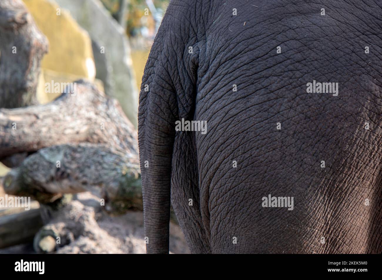 Butt Of An Elephant At Amsterdam The Netherlands 8-11-2022 Stock Photo ...