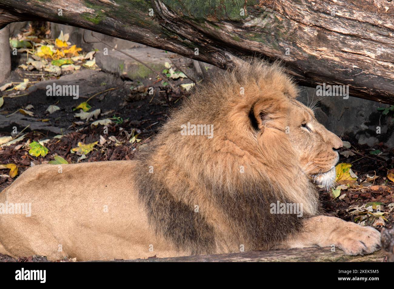 Male Lion At Amsterdam The Netherlands 8-11-2022 Stock Photo - Alamy