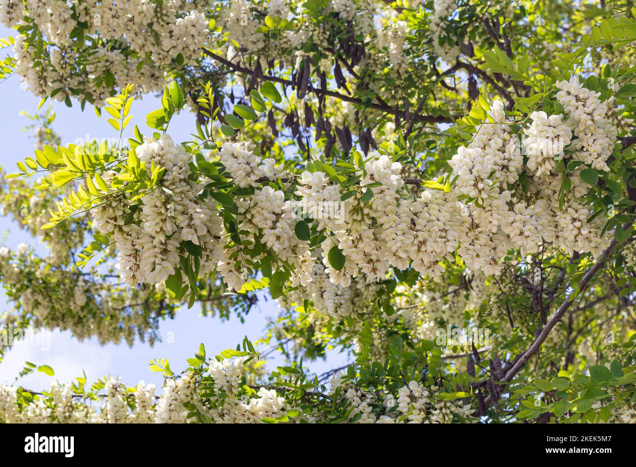 Flowering white acacia tree hi-res stock photography and images - Alamy