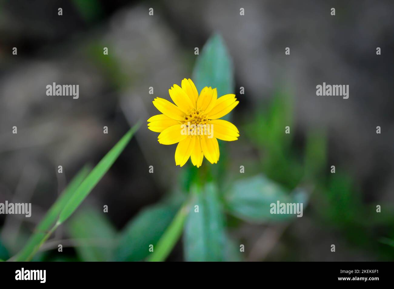 Creeping Daisy or Climbing Wedelia or Wedelia trilobata or Asteraceae ...