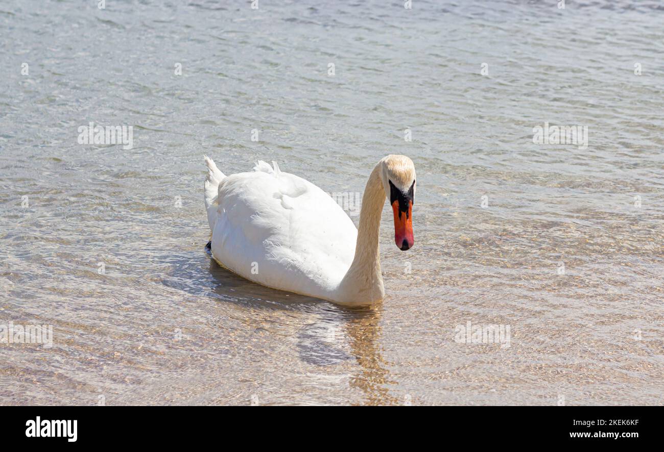 White swan in high key Stock Photo - Alamy