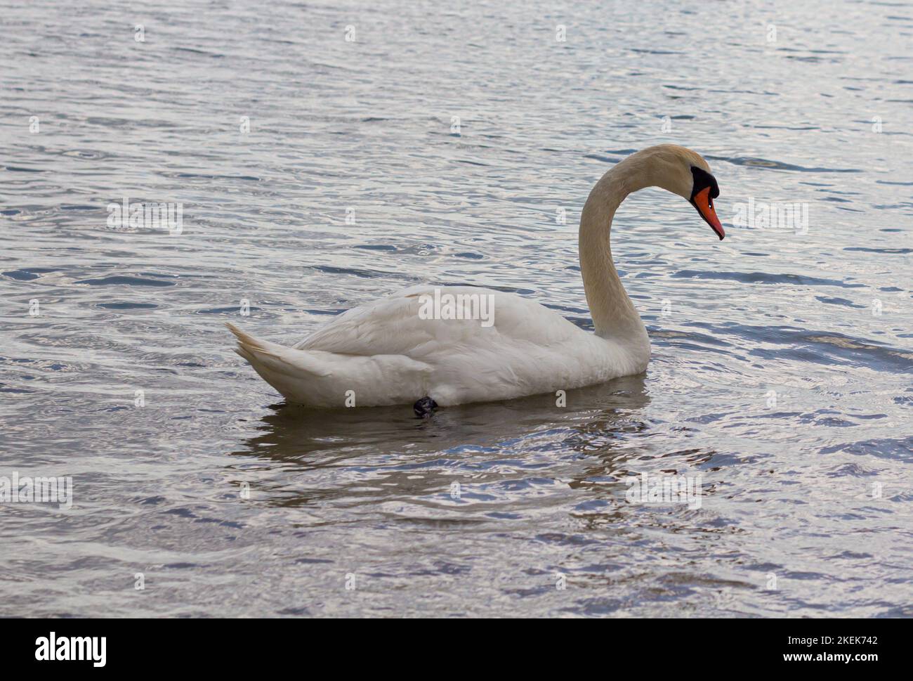 High key bird hi-res stock photography and images - Alamy