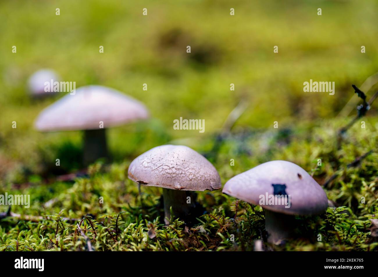 A selective focus closeup of mushrooms in a green field in the daytime ...