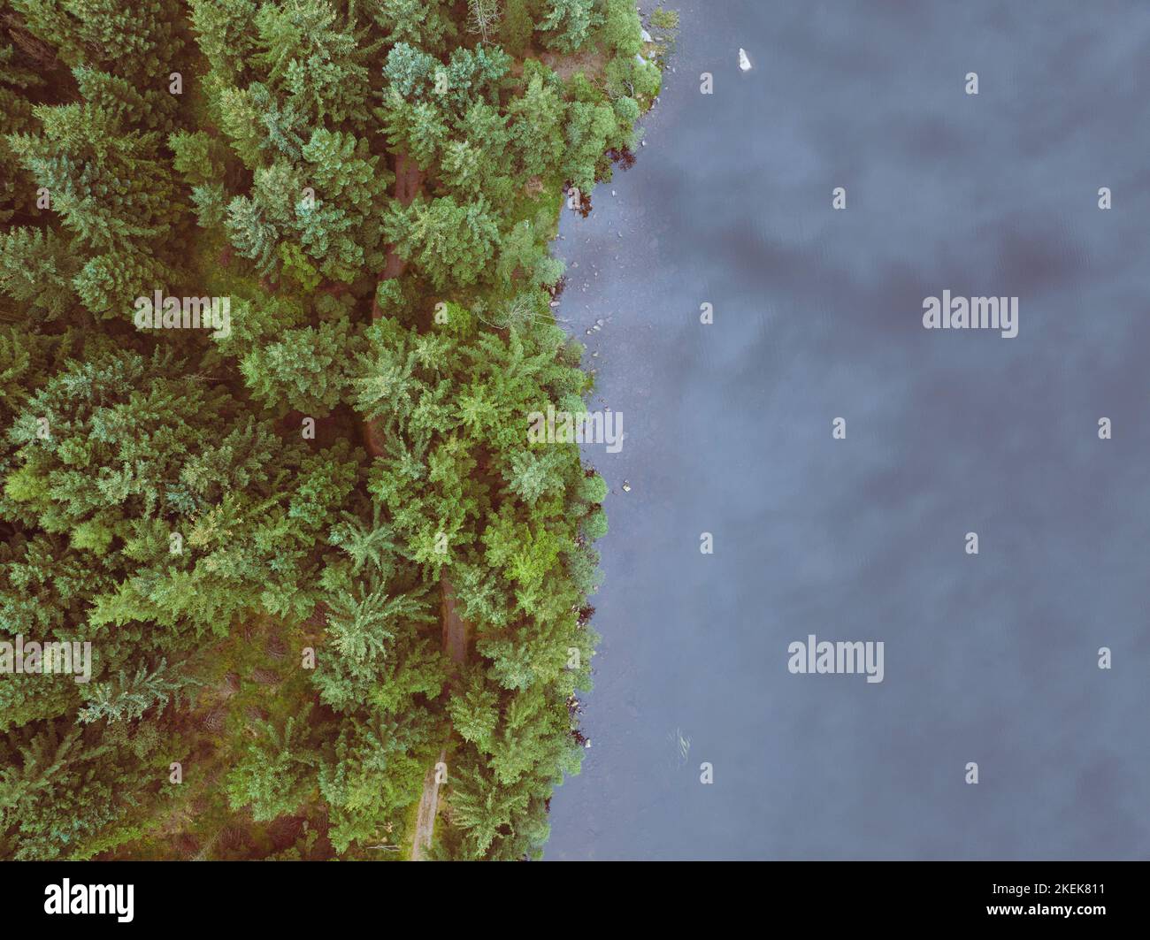 An aerial of evergreen fir trees and a lake with reflections of clouds ...