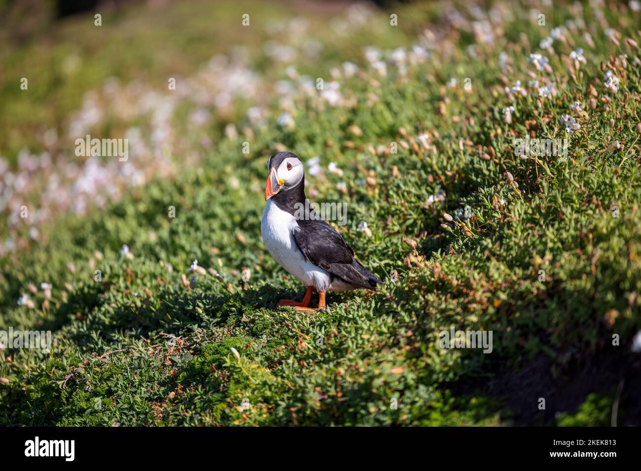 An Atlantic puffin on the grass with small white flowers Stock Photo ...