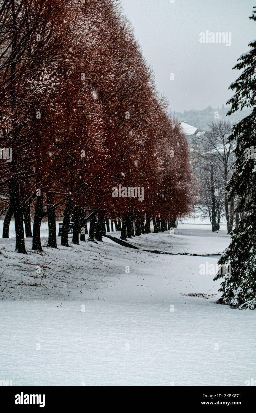 A vertical of red trees in snow in winter Stock Photo - Alamy