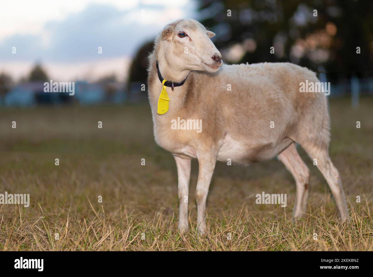 Sheep standing on a field with sun setting behind trees at the side ...