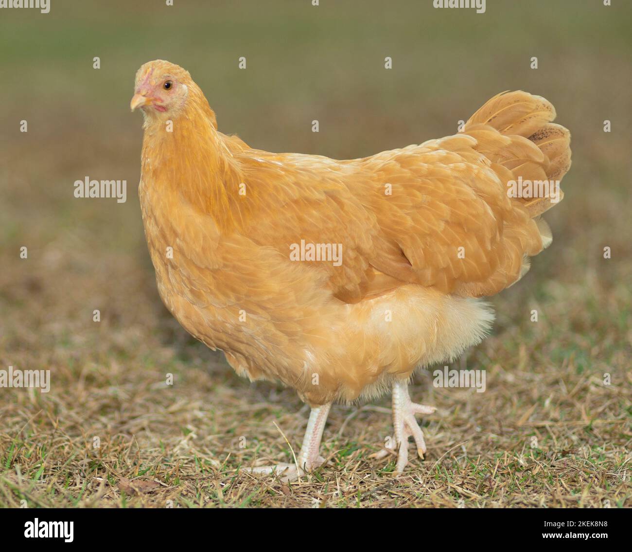 Gold colored chicken hen on a grassy field Stock Photo - Alamy