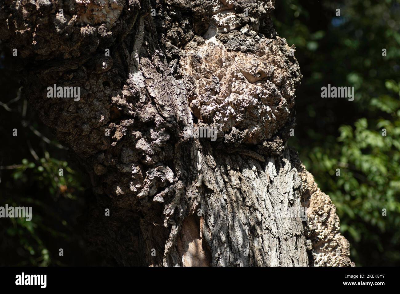 close-up of an old uneven tree trunk Stock Photo - Alamy