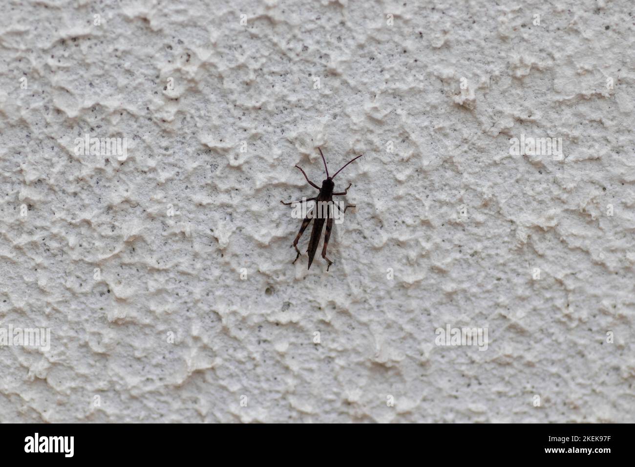 bug on the wall close-up, big insect Stock Photo - Alamy