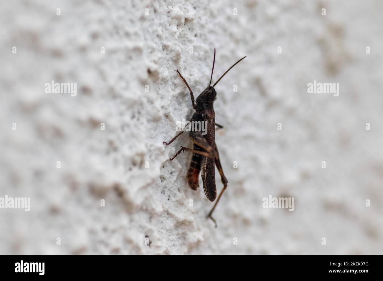 bug on the wall close-up, big insect Stock Photo - Alamy