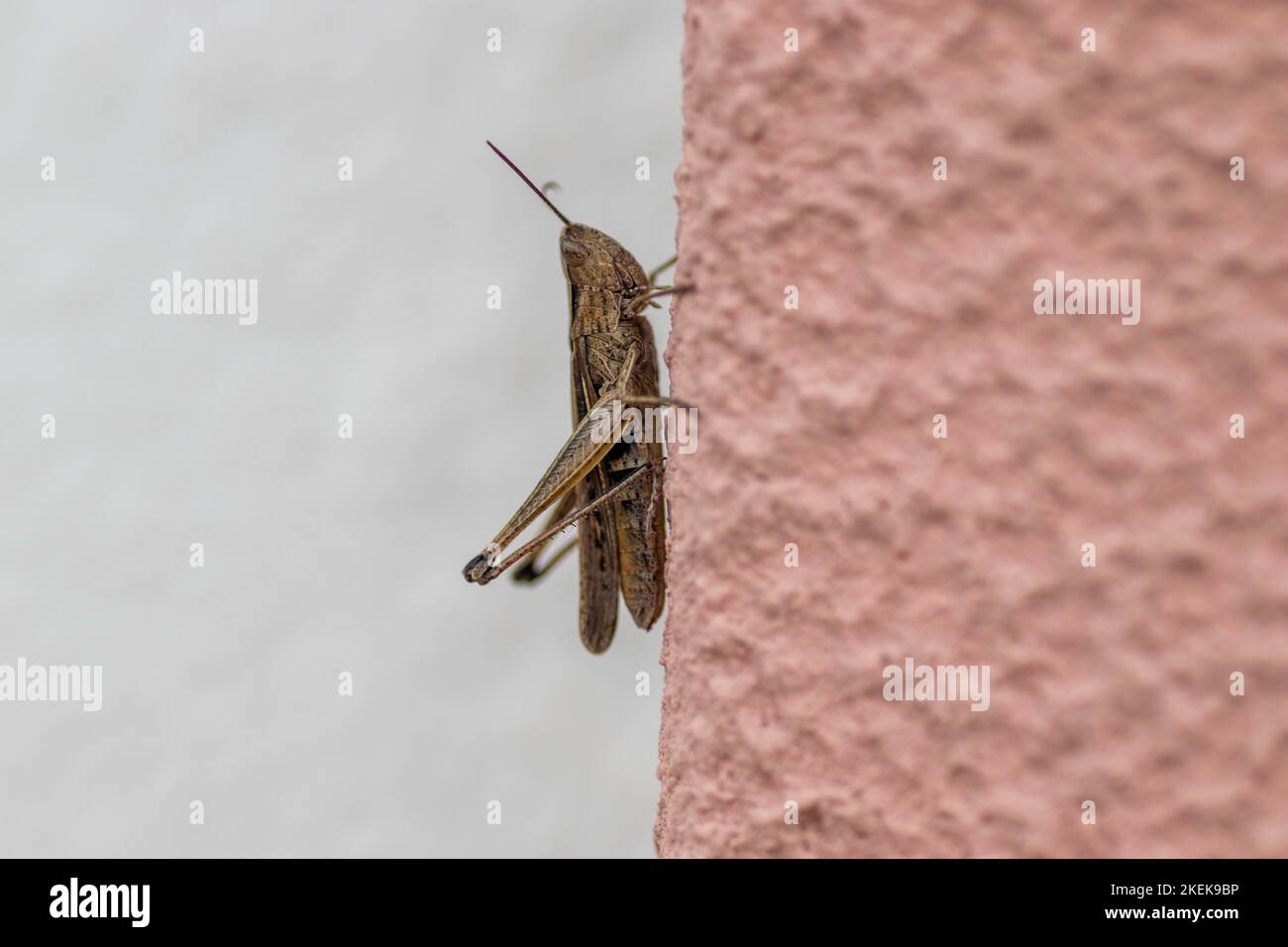bug on the wall close-up, big insect Stock Photo - Alamy