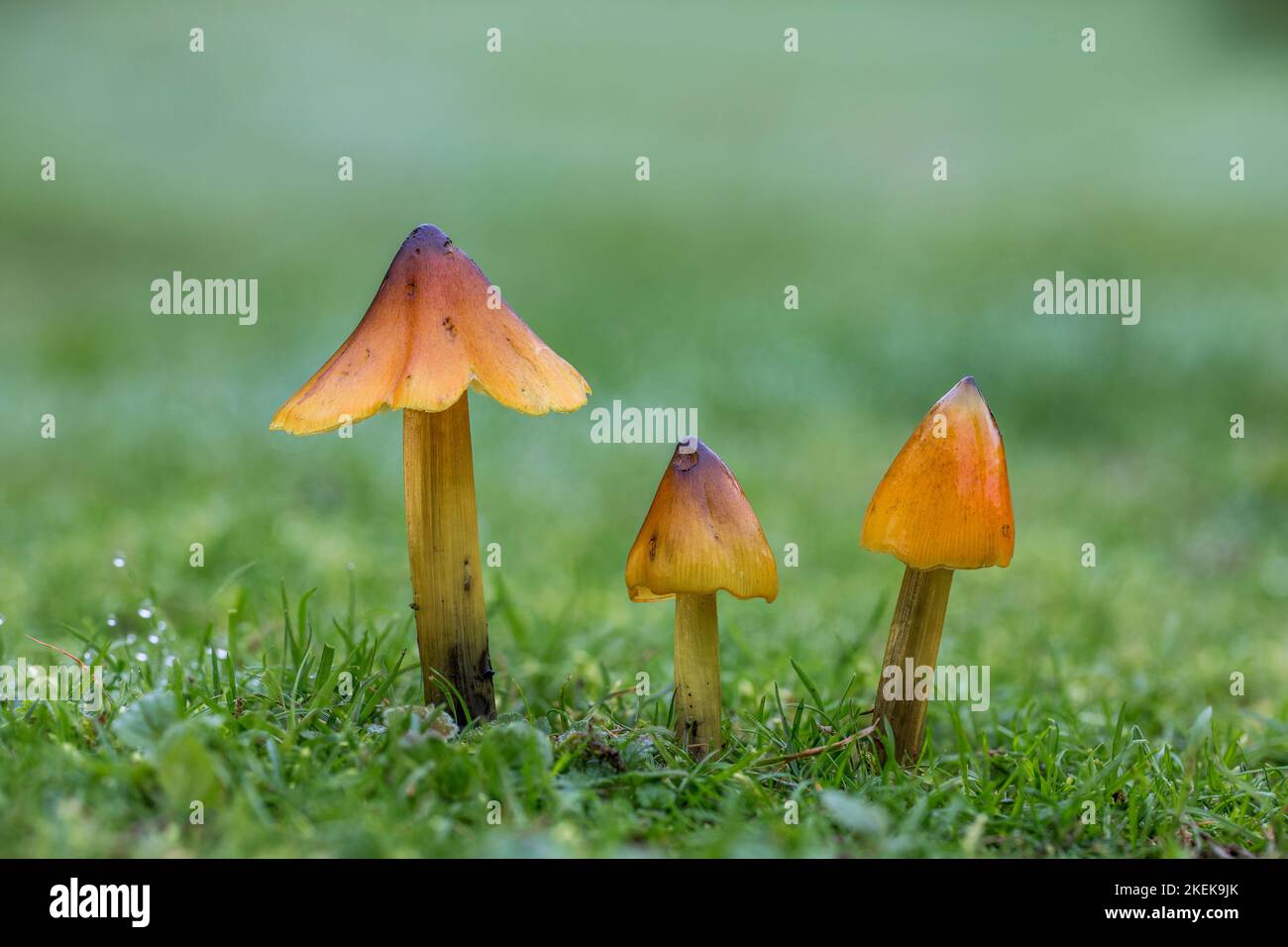 Conical Wax Cap; Hygrocybe conica; UK Stock Photo - Alamy