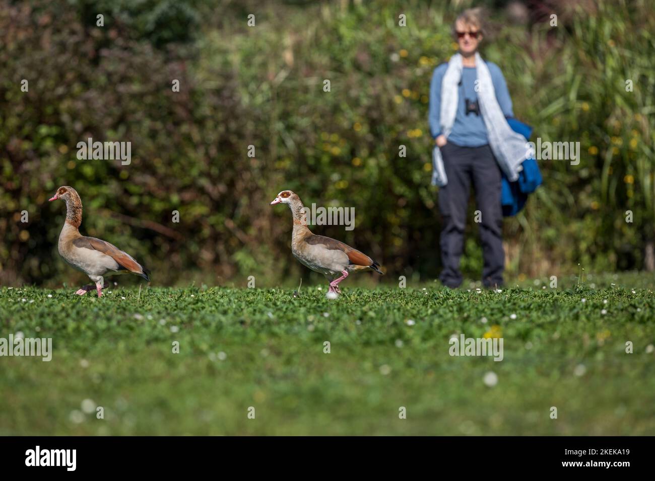 Standing egyptian geese alopochen hi-res stock photography and images ...