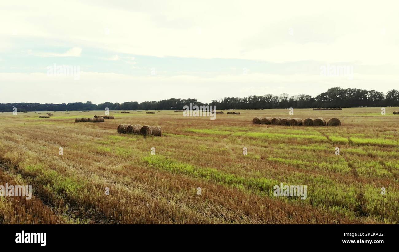 aero video filming. a large field of mown wheat, after harvesting. many ...