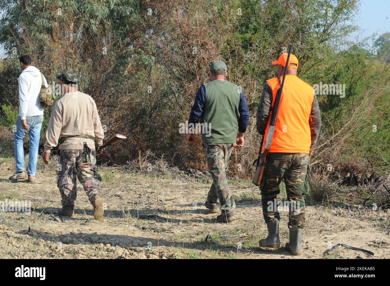 Lot wolves hi-res stock photography and images - Alamy