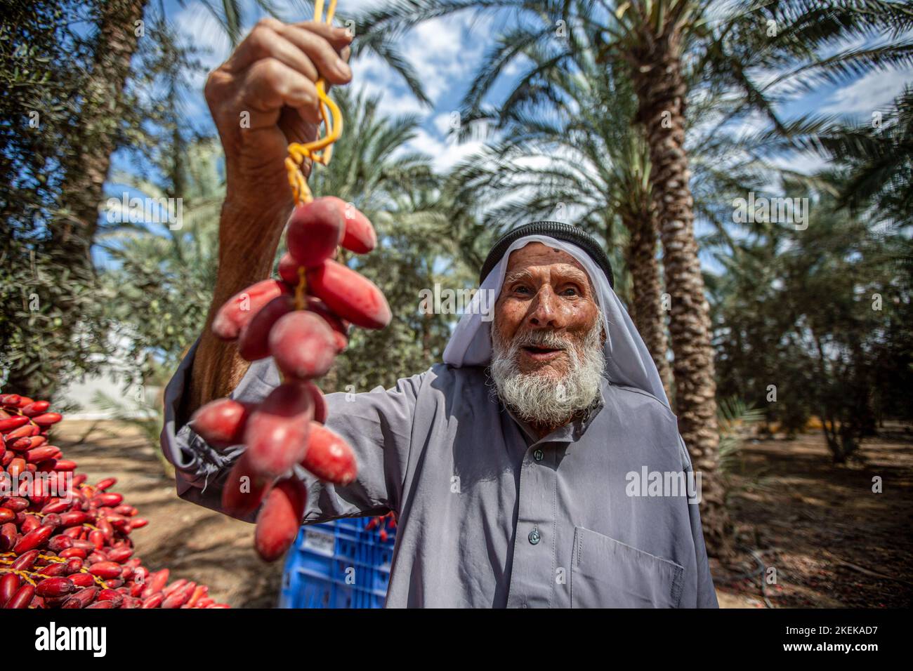 Gaza, Palestine. 21st Oct, 2022. A Palestinian farmer holds dates at a ...
