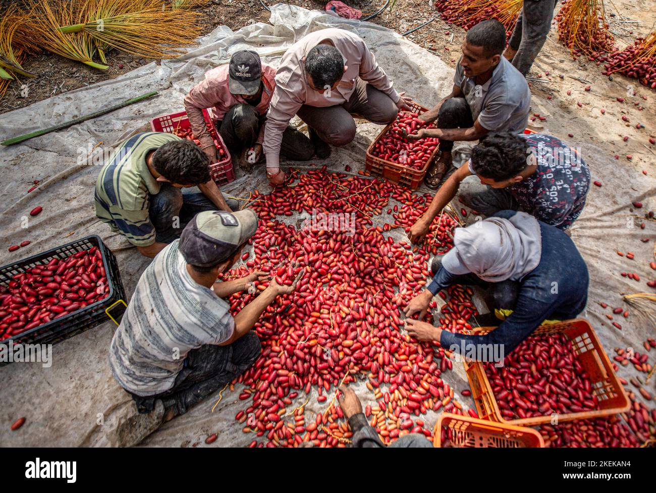 Palestinian farmers sort dates at a farm during the harvest season in ...