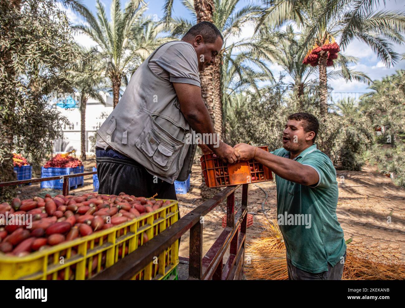 Palestinian farmers load boxes of dates on a tuktuk cart at a farm ...