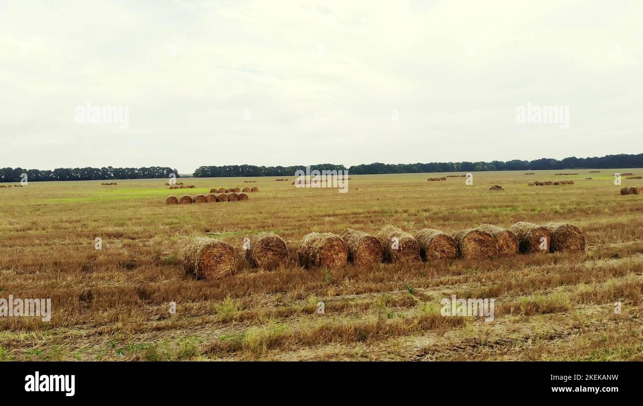 aero video filming. a large field of mown wheat, after harvesting. many ...