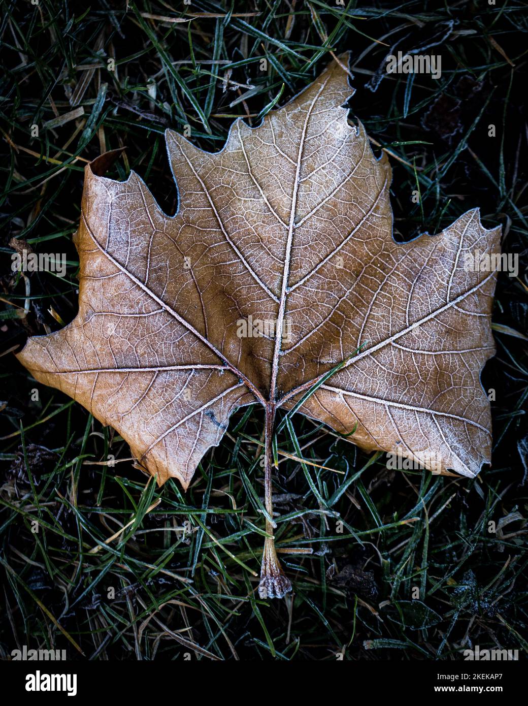 A top view of a dry frozen autumn leaf on the grassy ground Stock Photo ...