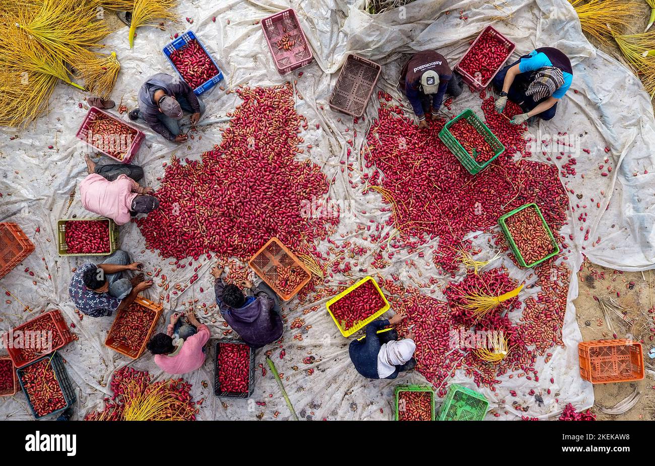 (EDITORS NOTE: Image taken with drone) Palestinian farmers sort dates ...