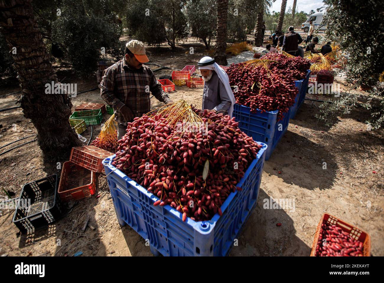 Gaza, Palestine. 21st Oct, 2022. A Palestinian farmer puts dates inside ...