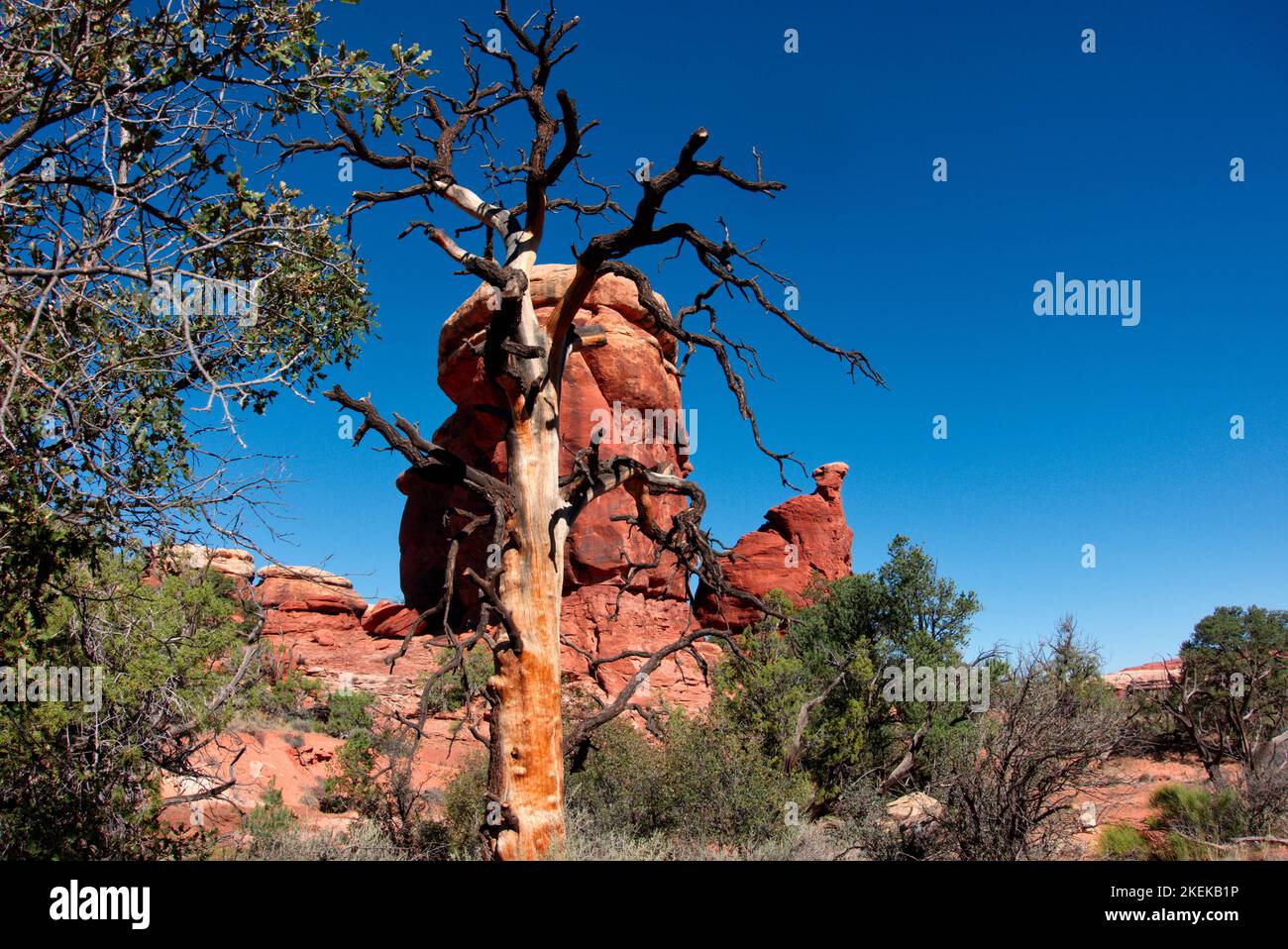 A gnarled juniper tree in Canyonlands National Park Stock Photo - Alamy
