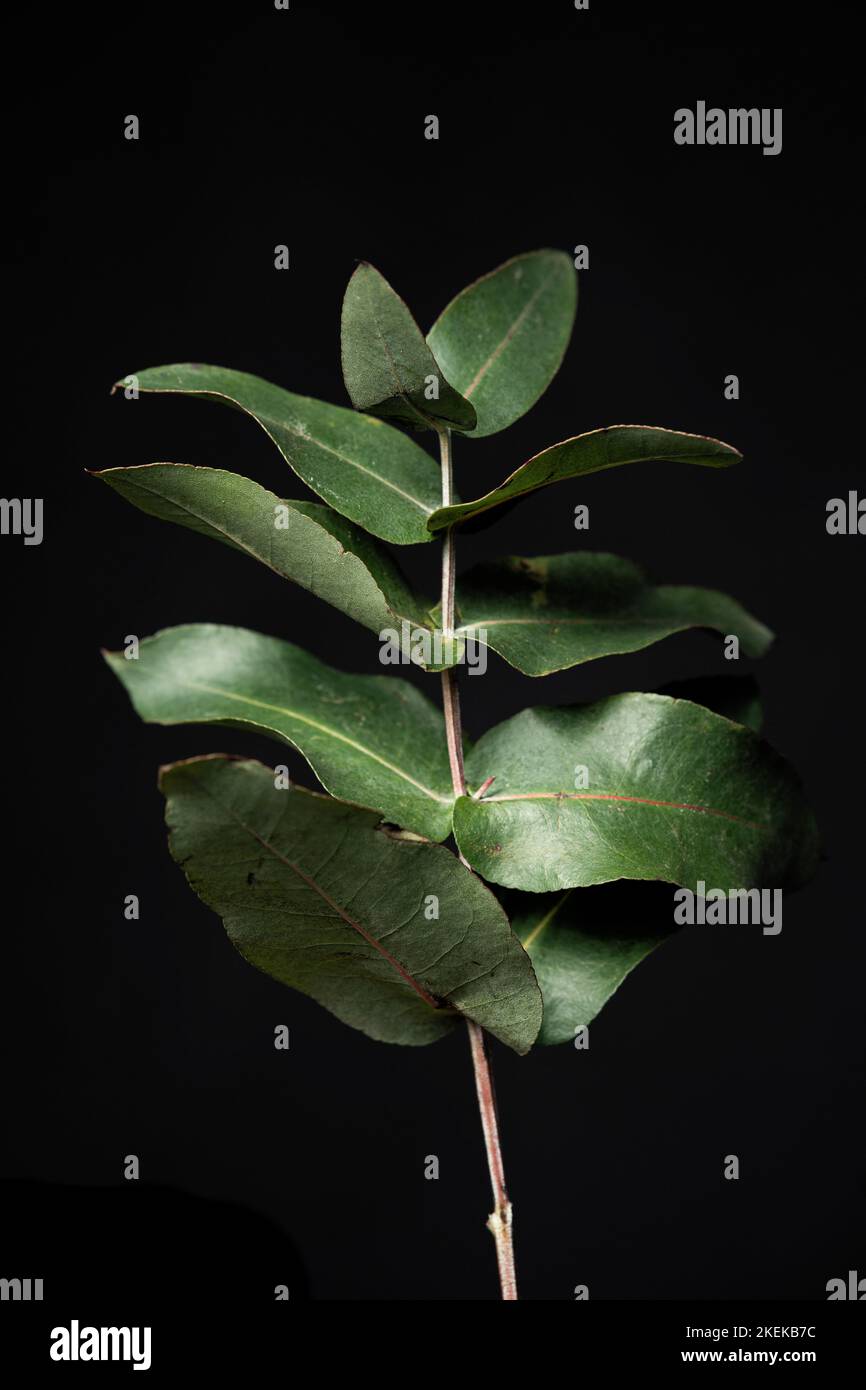 Botanical plants in studio setting Stock Photo - Alamy