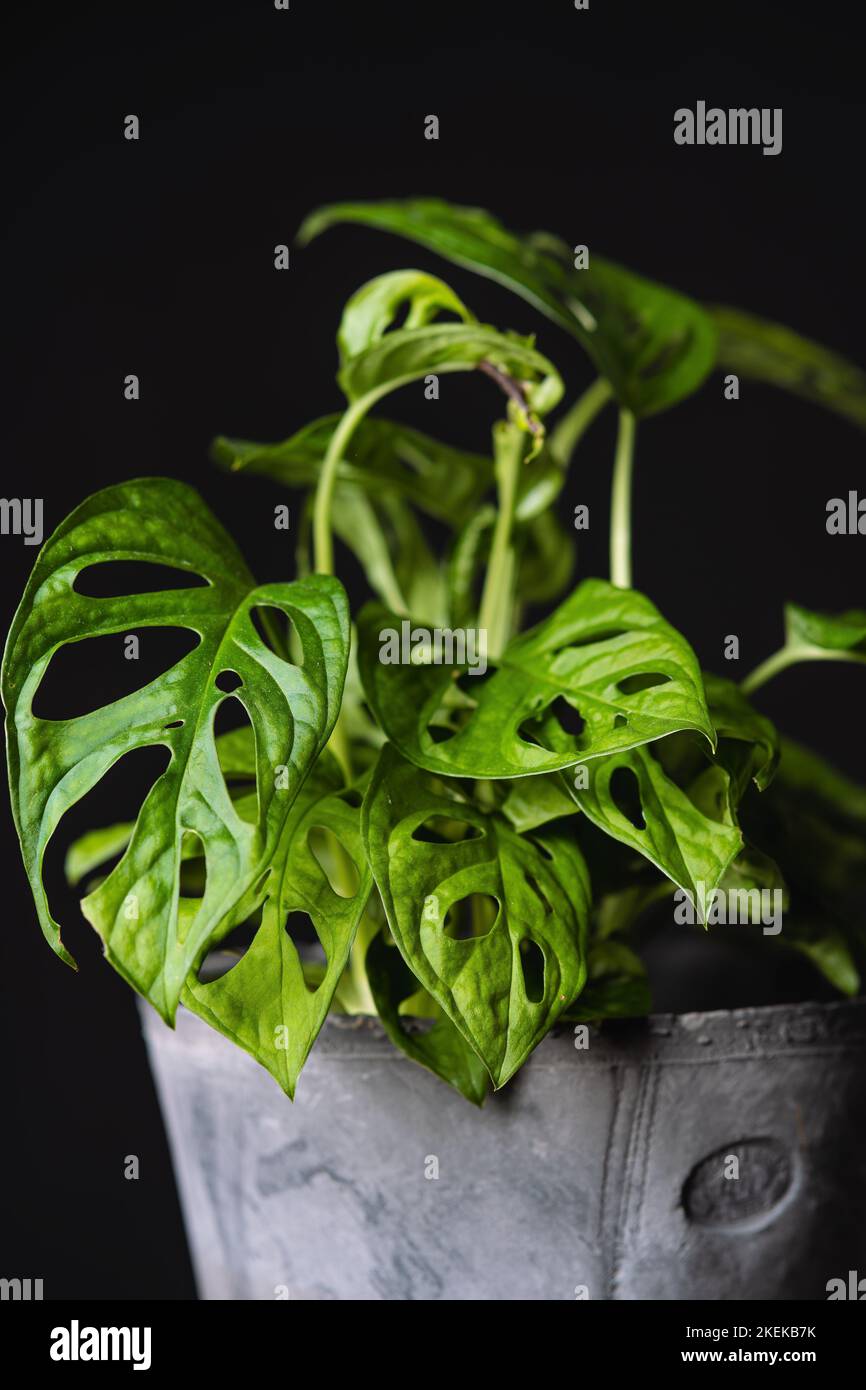 Botanical plants in studio setting Stock Photo - Alamy