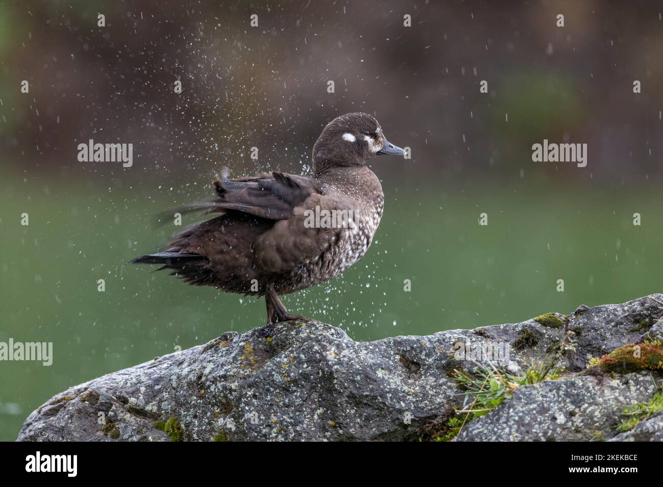 Harlequin Duck; Histrionicus histrionicus; Iceland Stock Photo - Alamy