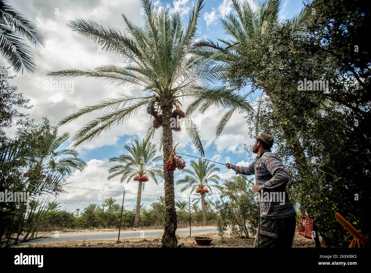 Gaza, Palestine. 21st Oct, 2022. Palestinian farmers harvest dates at a ...