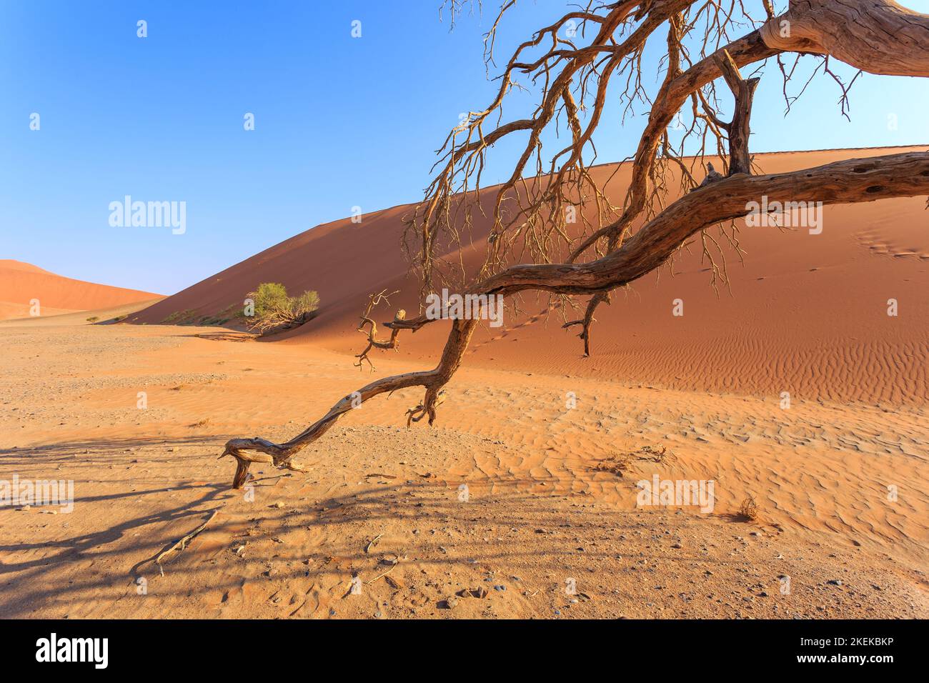 The famous dune 45. The southern part of the Namib Desert in the Namib ...