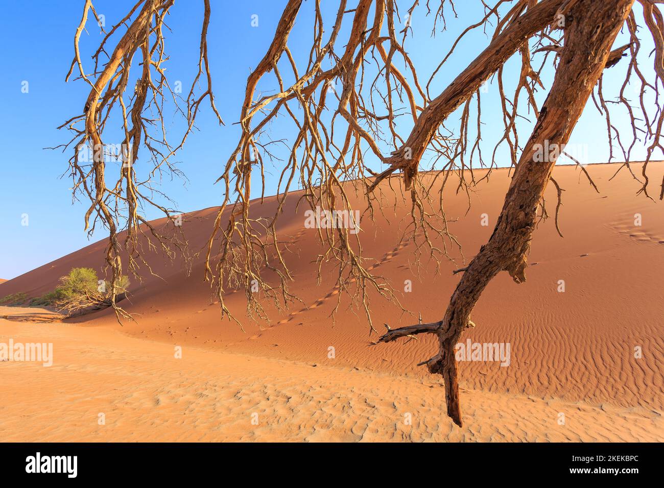 The famous dune 45. The southern part of the Namib Desert in the Namib ...