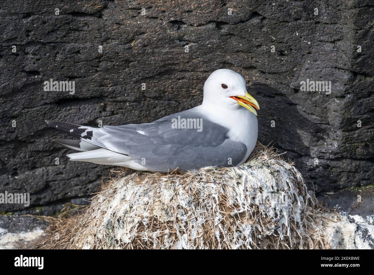 Kittiwake nest hi-res stock photography and images - Alamy