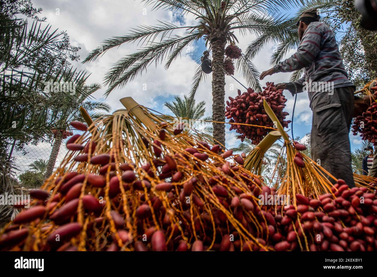 Gaza, Palestine. 9th Oct, 2022. Palestinian farmers harvest dates at a ...
