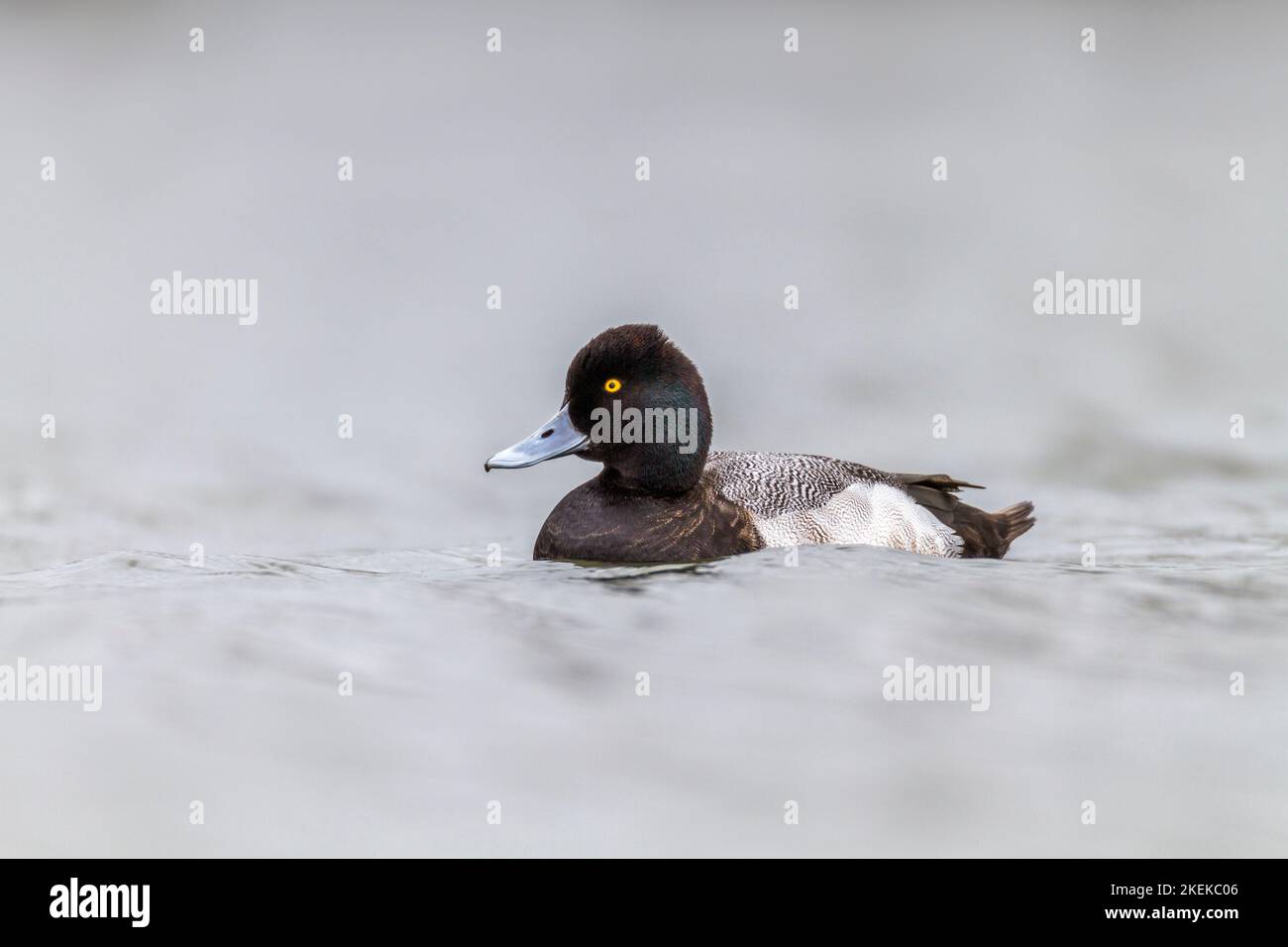 Lesser Scaup; Aythya affinis; Male; UK Stock Photo - Alamy