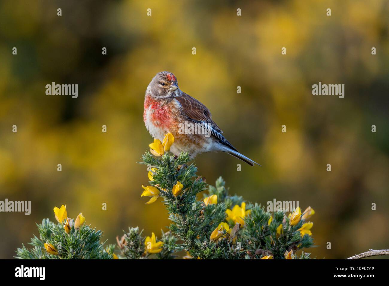 Linnet; Linaria cannabina; Male on Gorse; UK Stock Photo - Alamy