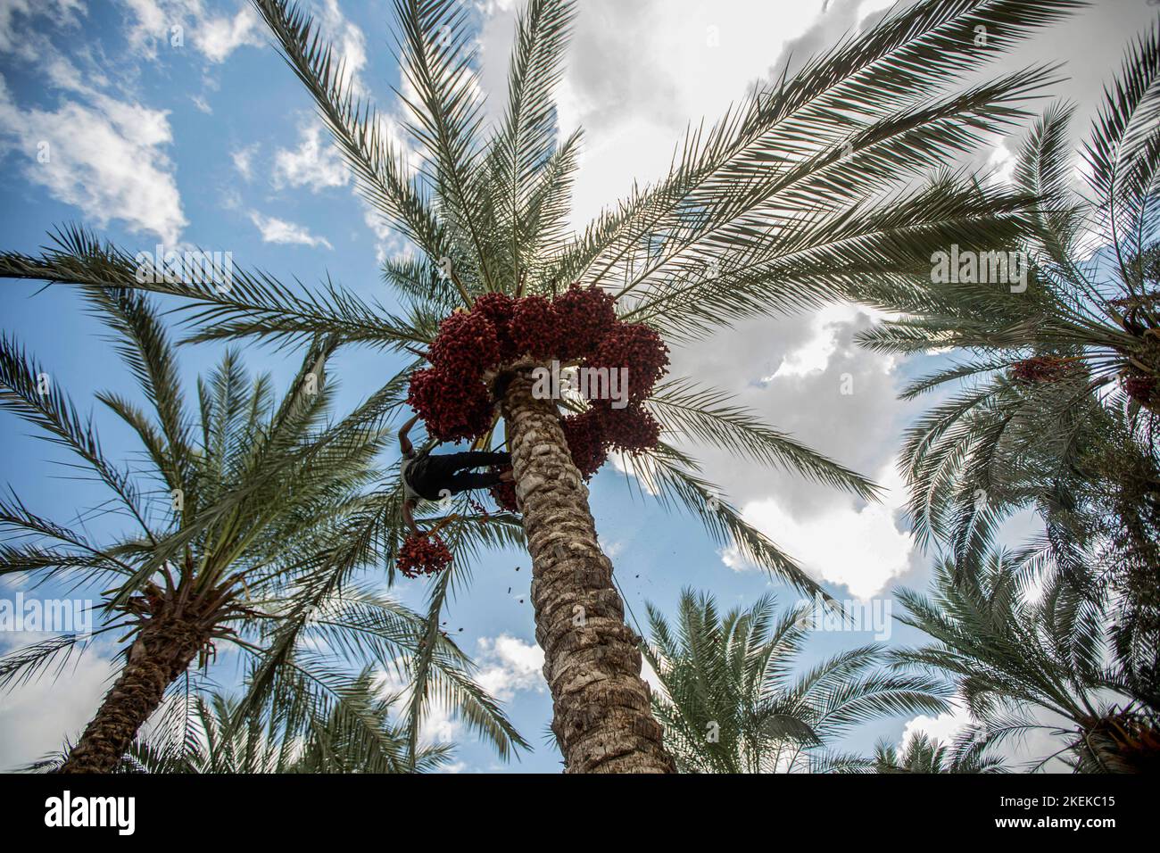 Gaza, Palestine. 21st Oct, 2022. A Palestinian farmer harvests dates at ...