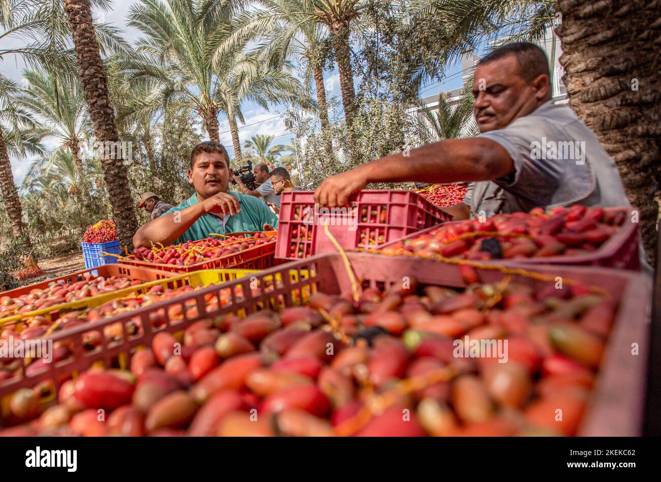 Gaza, Palestine. 9th Oct, 2022. Palestinian farmers load boxes of dates ...