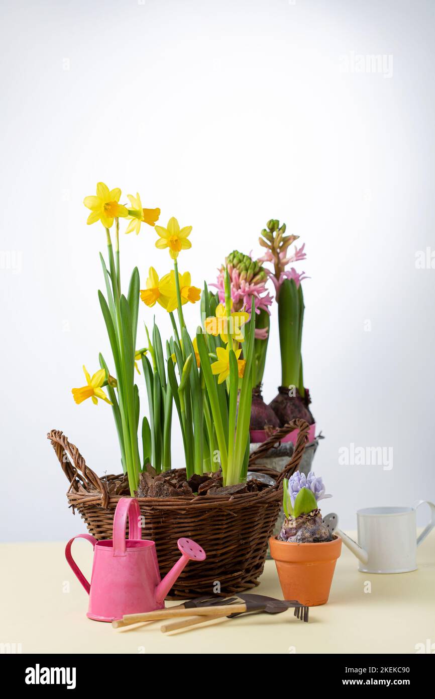 Fresh flowers in pot spring and garden concept Stock Photo - Alamy