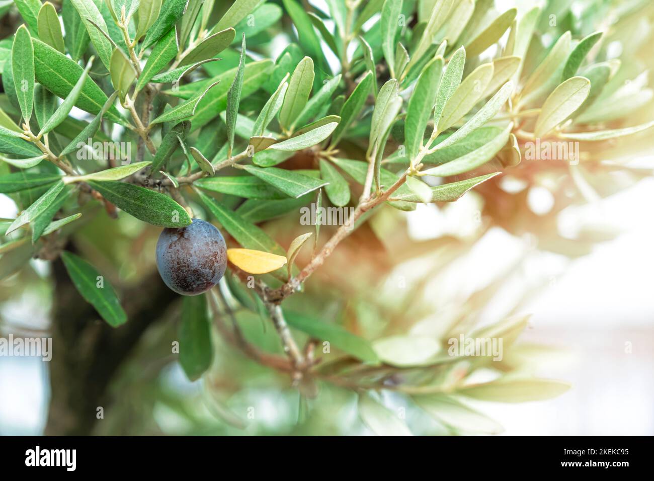 Beautiful branch black olives hi-res stock photography and images - Alamy