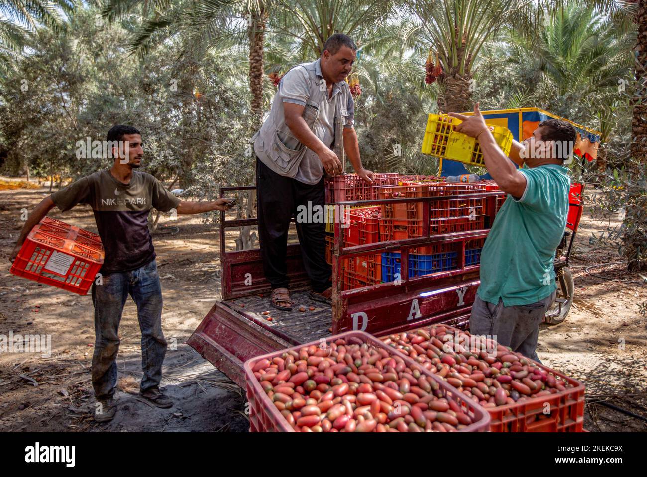 Gaza, Palestine. 21st Oct, 2022. Palestinian farmers load boxes of ...
