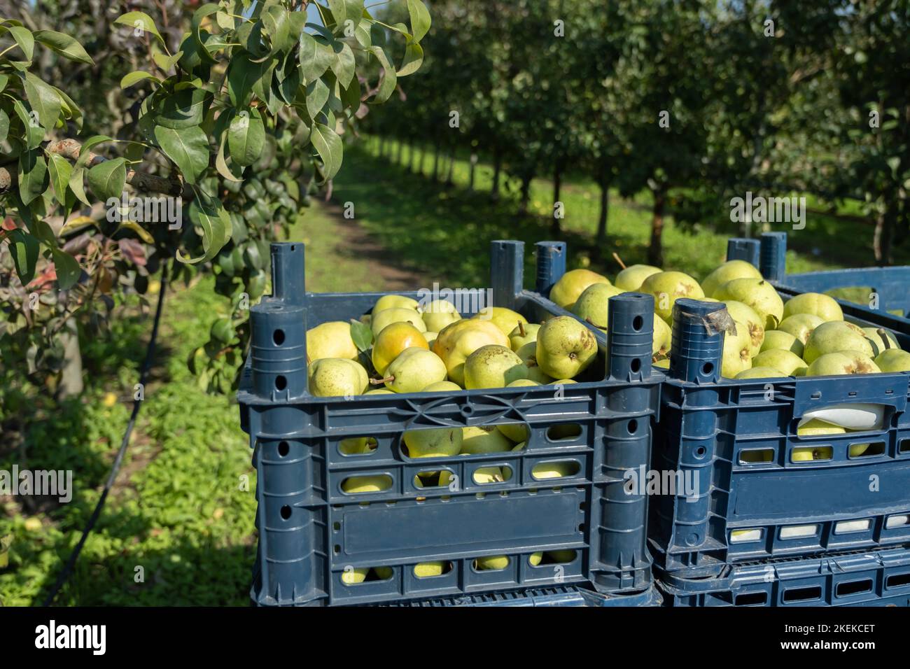 Crates with picked pears in the orchard. Pears picking in Turkey Stock ...