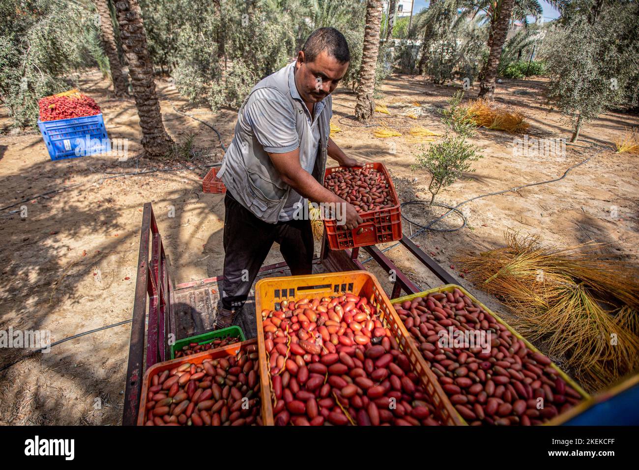 Gaza, Palestine. 9th Oct, 2022. A Palestinian farmer loads boxes of ...