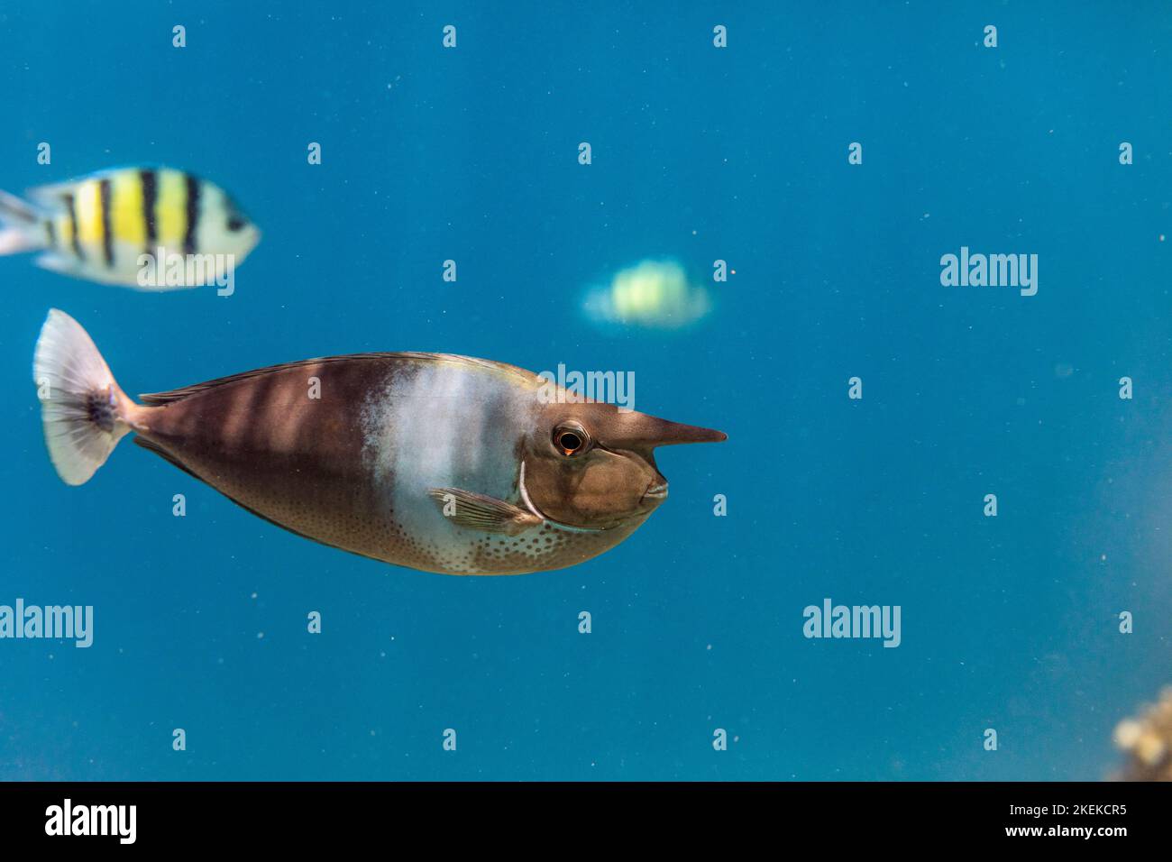 Spotted Unicornfish; Naso brevirostris; Maldives Stock Photo - Alamy