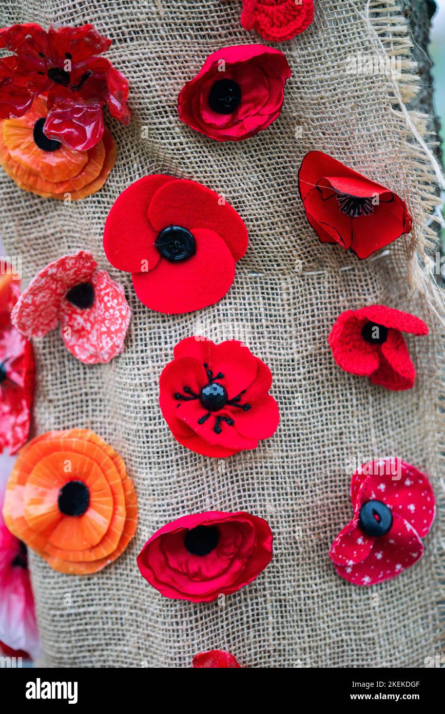 Tree adorned with remembrance poppies, London, England Stock Photo - Alamy